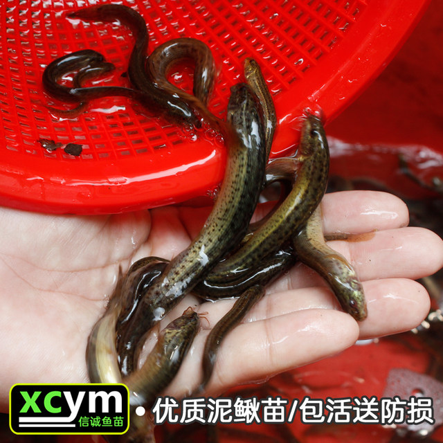 Freshwater cultured loach fry, ornamental fish, pet turtle and arowana ...