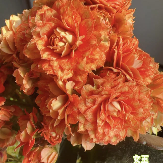 Longevity Flower Potted Plants Come in Many Varieties with Large Double ...