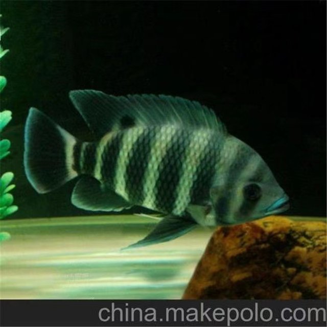 African ten fish live fish fry large tropical ornamental fish arowana ...