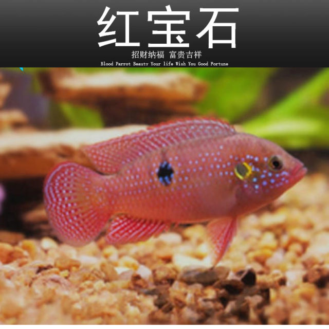 Ruby fish blood diamond fish tropical fish ball type three lakes ...