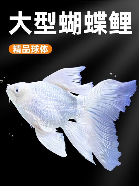 Butterfly Carp Ornamental Fish Tropical Fish Koi Goldfish Fry Lion Head ...
