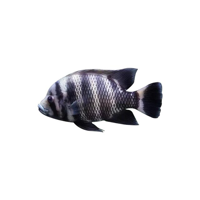 Ten fish African tropical fish ornamental fish arowana with fish horse ...