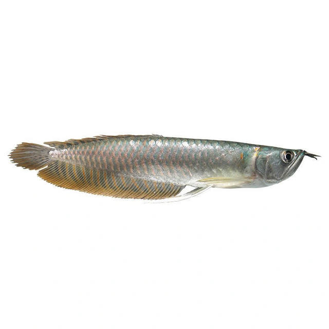 Silver dragon fish live fish fry tropical ornamental fish red and ...