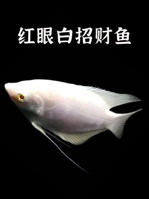 Fortune Freshwater Tropical ornamental Fish Battle Black Black Eye Red ...