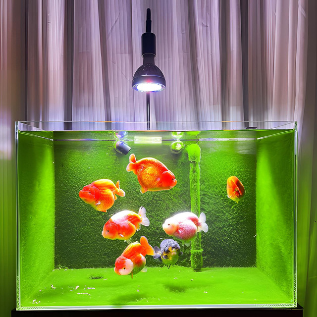 Short velvety algae seeds, Lanshou green algae, stone goldfish tank ...