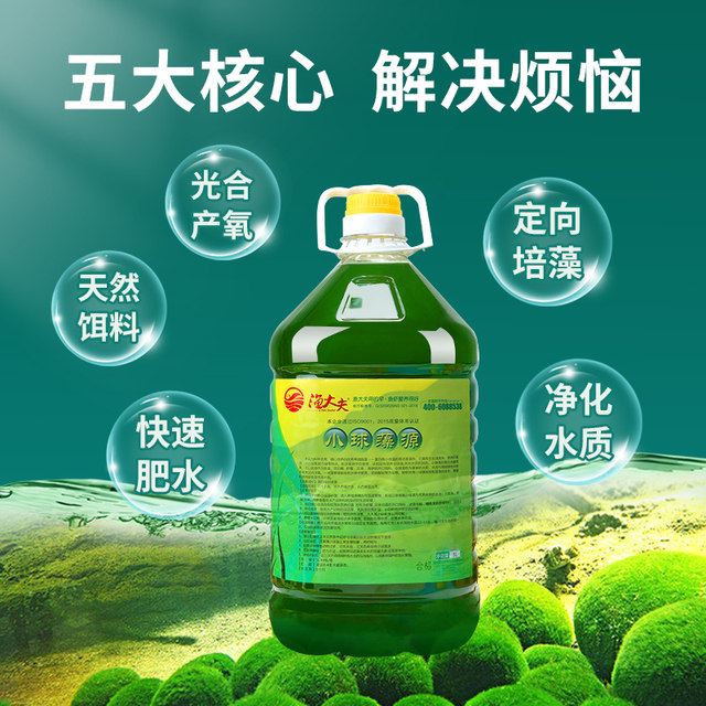 Small ball algae planting aquaculture fish pond concentrated algae ...