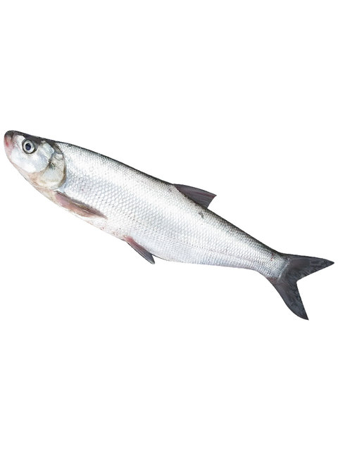 Tailing fish seedlings white fish fierce seedlings, raised seedlings ...