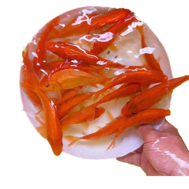 Red carp seedlings Freshwater farming, edible live carp fry
