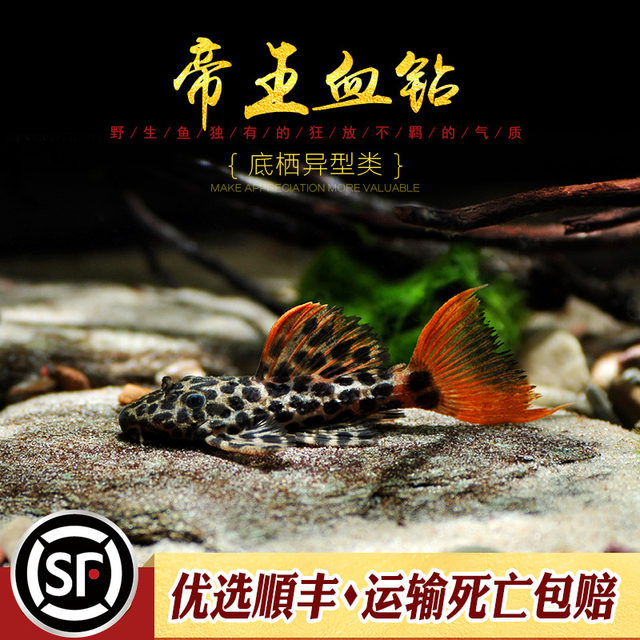 Emperor Blood Diamond L600 Gold L333 Maze South America Selected ...