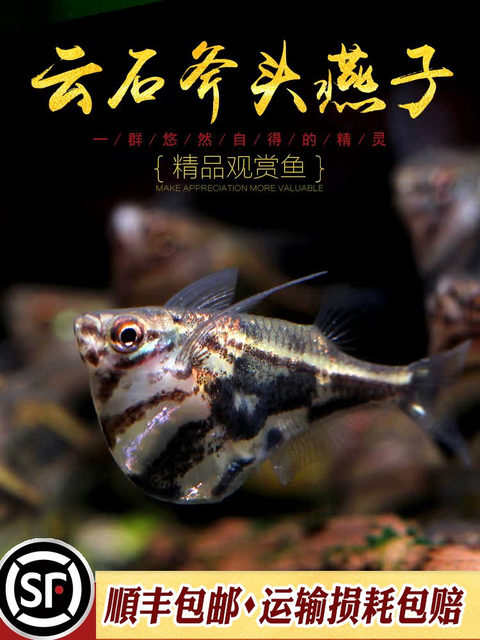 Yin-Yang Axe Swallow Fish Small Tropical Ornamental Marble Axe Giant ...