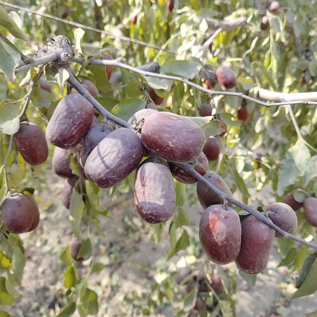 Xinjiang Ruoqiang gray dates original ecological new goods specialty ...