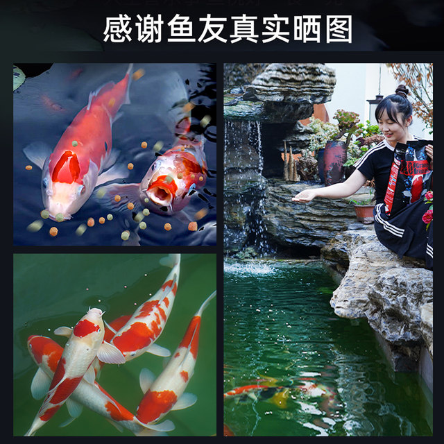 Koi fish feed fish food goldfish small particle fish food household ...