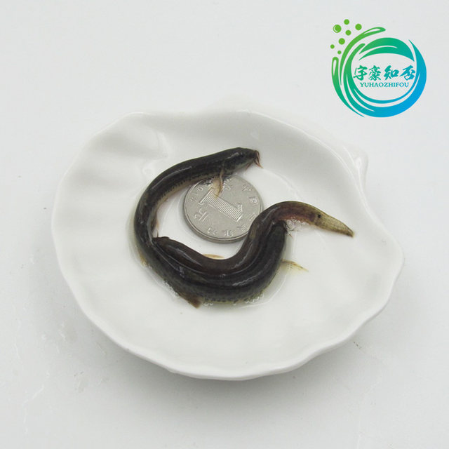 Raft fishing loach nest small loach edible loach fresh loach fresh hook ...