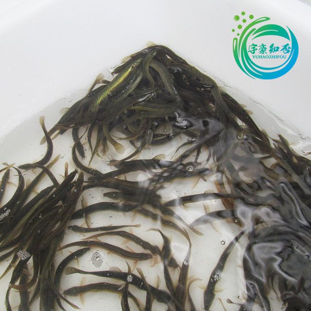 Raft fishing loach nest small loach edible loach fresh loach fresh hook ...