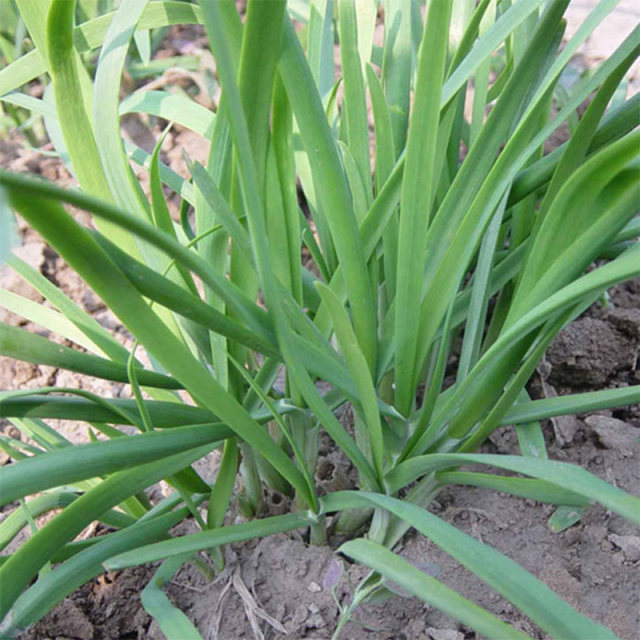 White-rooted leek root seedlings, broad-leaf purple roots, red roots ...
