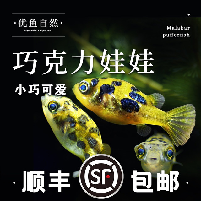 Chocolate doll ornamental fish submarine freshwater ornamental fish ...