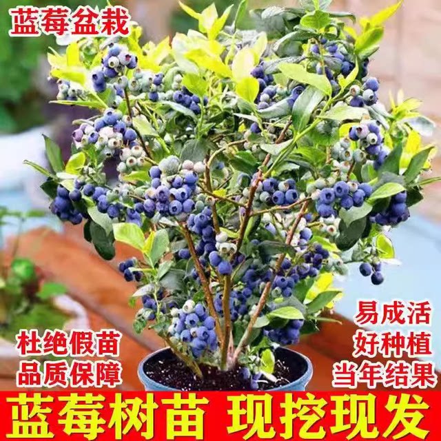 Blueberry tree seedlings blueberry tree seedlings potted ground ...