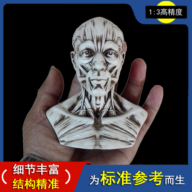 Art human body muscle skeleton skull sculpture design copy painting ...