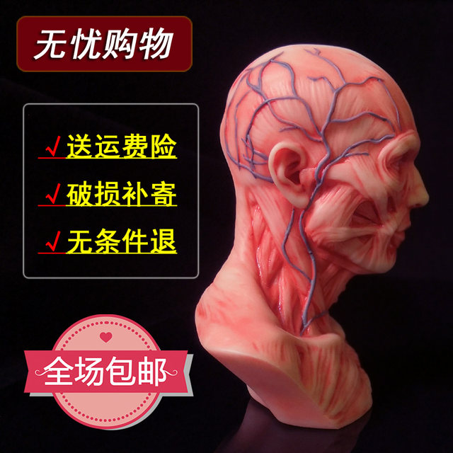 Art human body muscle skeleton skull sculpture design copy painting ...