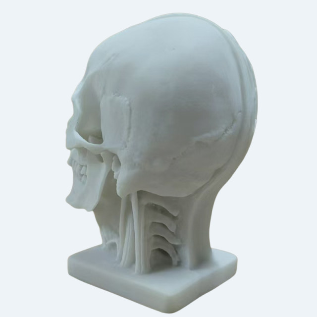 Art human body muscle skeleton skull painting half bust anatomy skull ...