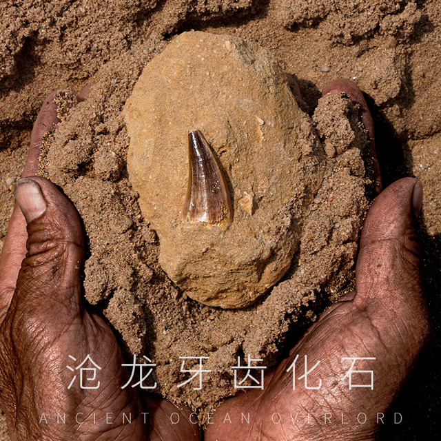 Natural Moroccan mosasaur teeth paleontological fossil ammonite raw ...