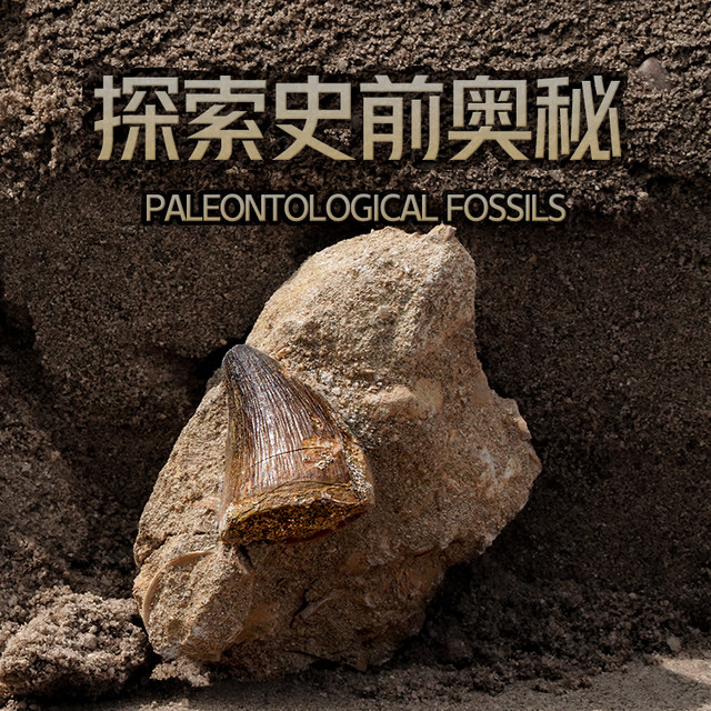 Natural Moroccan mosasaur teeth paleontological fossil ammonite raw ...