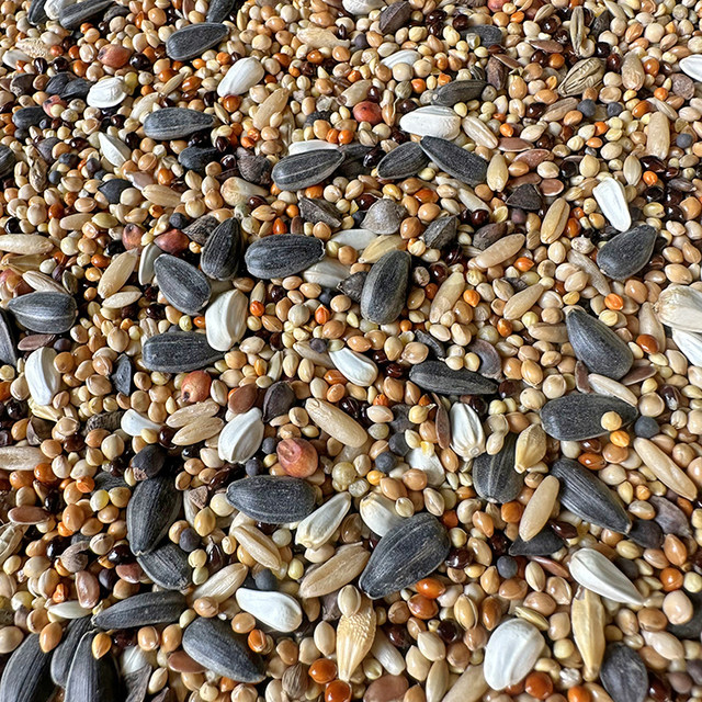 Cockatiel feed small and medium-sized bird food shelled yellow millet ...