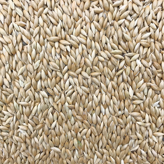 Parrot Bird Food Canary Seed White Pointed Millet Canary Hibiscus ...