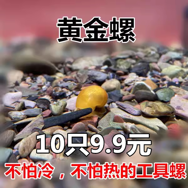 Golden snail apple snail viewing snail cutting tools snail cleaning ...