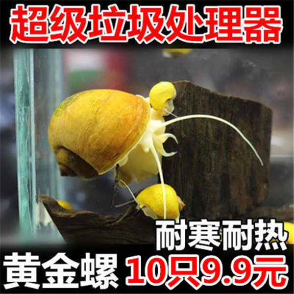 Golden snail apple snail viewing snail cutting tools snail cleaning ...