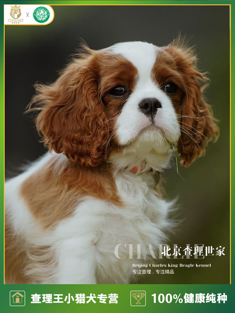 Purebred Hunting Dog Cavalier King Charles Spaniel Puppies Double ...