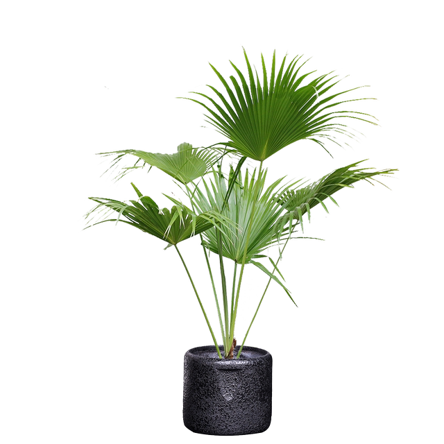 Palmetto potted indoor and outdoor large green plants courtyard ...