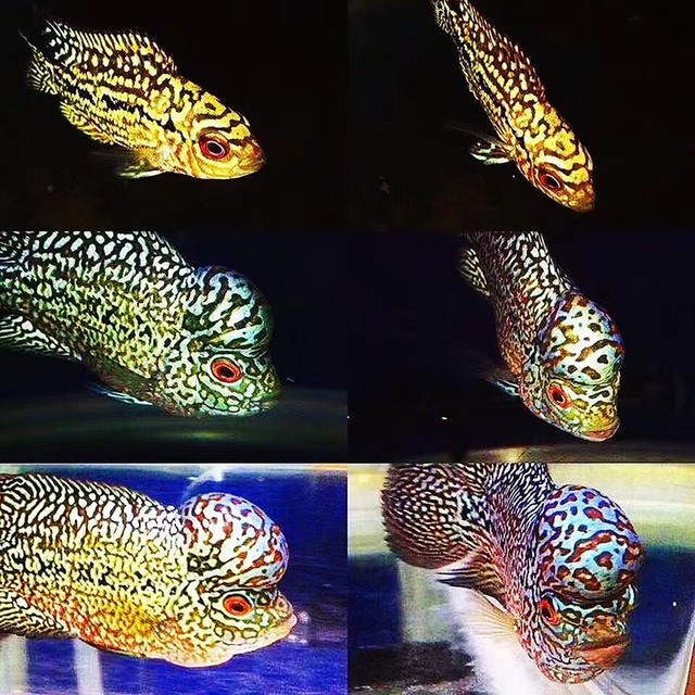 Hongyun Luohan Fish Entrance Import Luo Han Fish Yacheng Tianjin Self ...