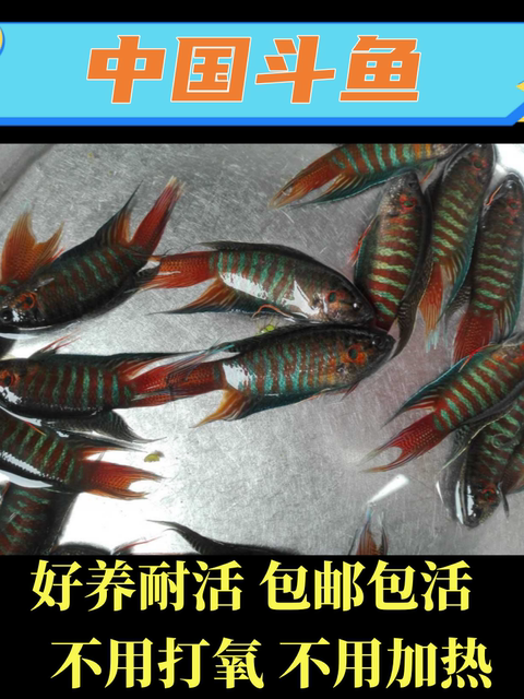 Guo Dou Fighting Fish Living Fish does not require oxygen and cold ...