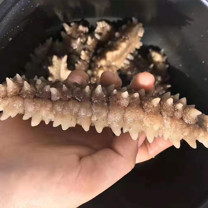 Concombre de mer sauvage pur – ingrédients nourrissants légèrement ...