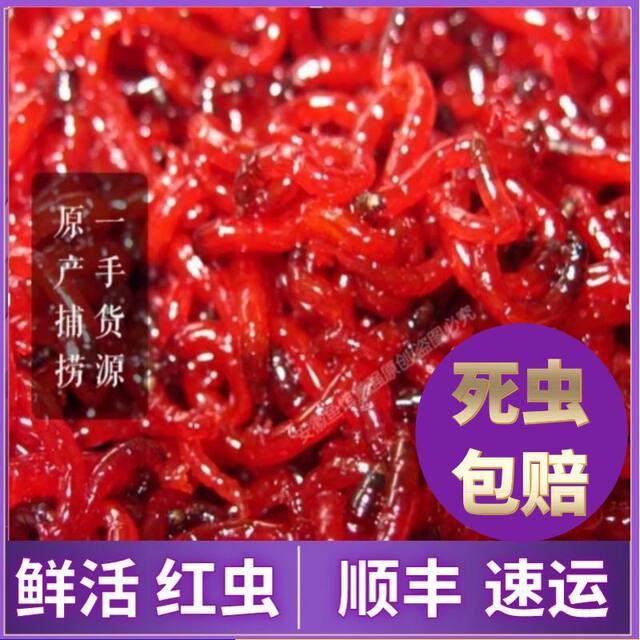 Fresh red worm bodies living bait live bait large hexagonal dinosaur ...