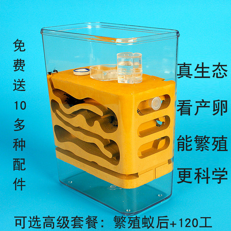 Smiješne Životinje Mravlja Farma - Mravlji Gnijezdo Dvorac s Gipsanim Tlom