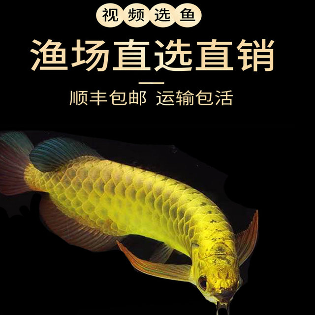 Arowana live fish small high back blue background over back Indonesian ...