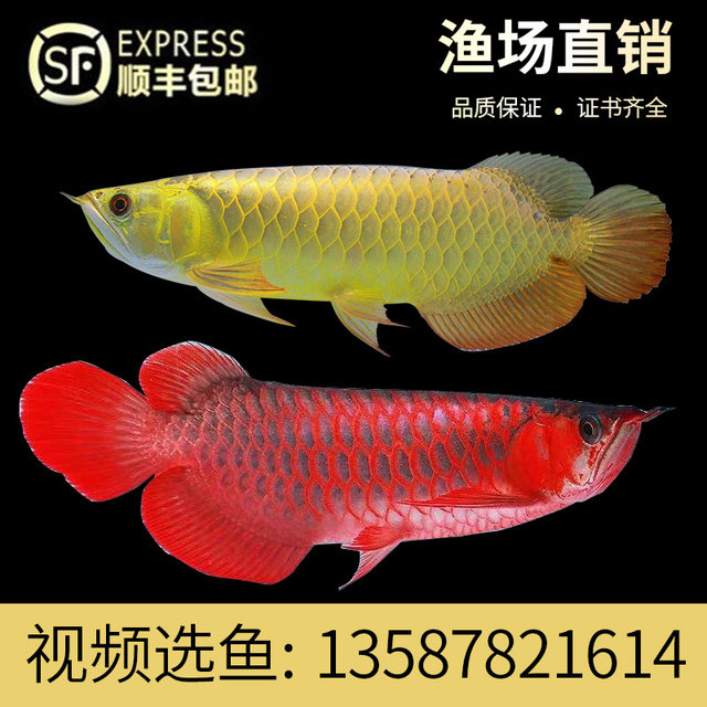 Arowana live fish small high back blue background over back Indonesian ...