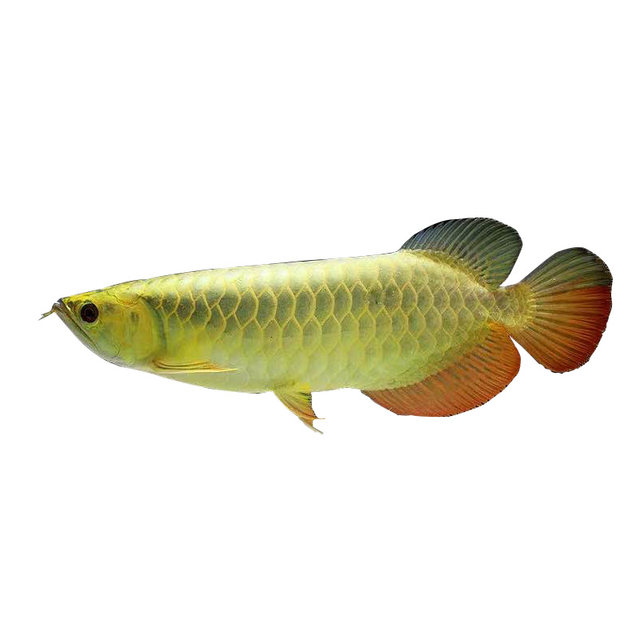 Arowana live fish small high back blue background over back Indonesian ...