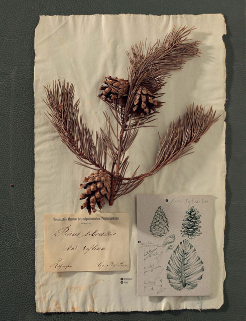 Houlang genuine when naturally giving science and technology ...