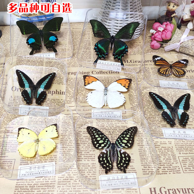 Transparent Boxed Real Butterfly Specimens | Popular Science Teaching ...