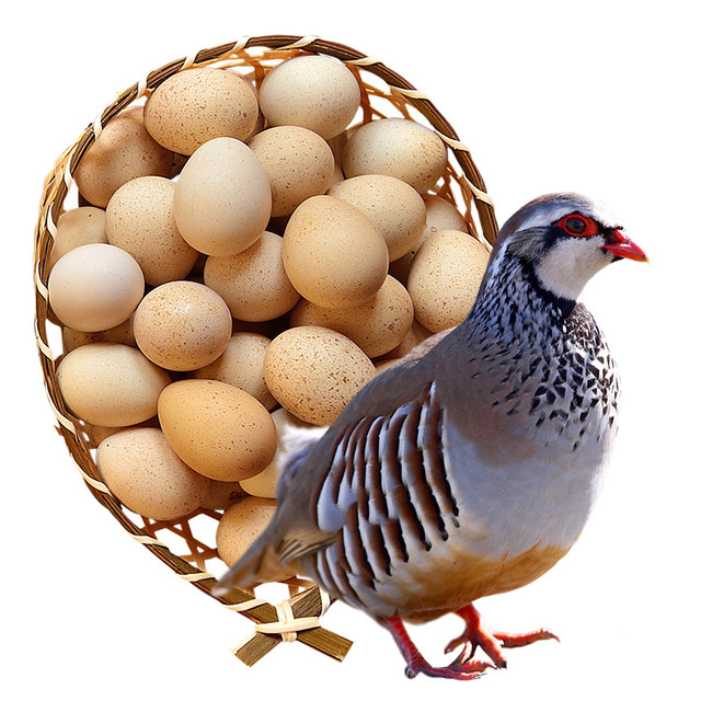 Fresh partridge eggs 30 pieces SF farm flying dragon eggs nutrition ...