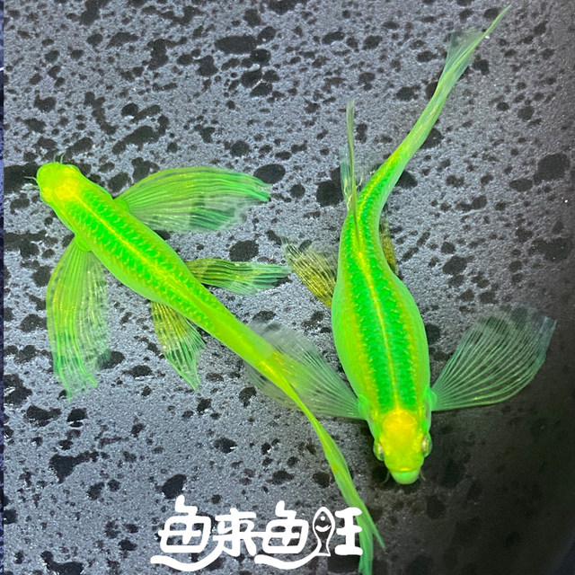 Large long fin big sail butterfly wing long tail zebrafish group ...