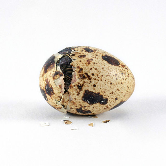 Quail eggs, quail eggs, fertile eggs, hatchable fertilized eggs ...