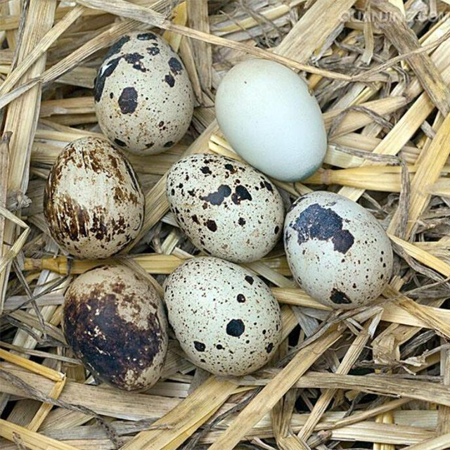 70 fertilized quail eggs can hatch quail bird eggs can hatch live quail fertilized eggs