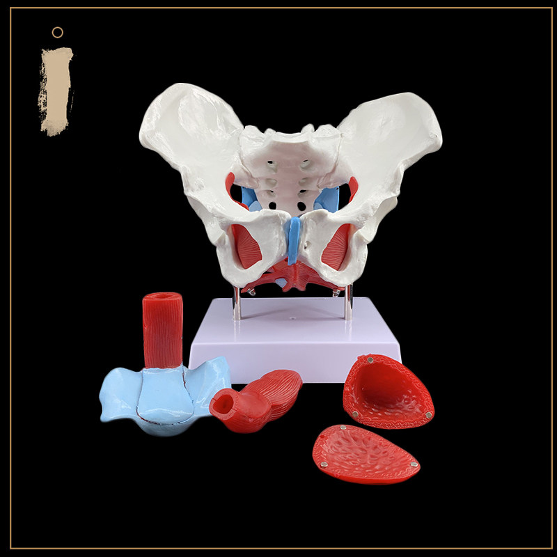Movable Female Pelvis and Pelvic Floor Muscle Model Femoral Pelvic ...