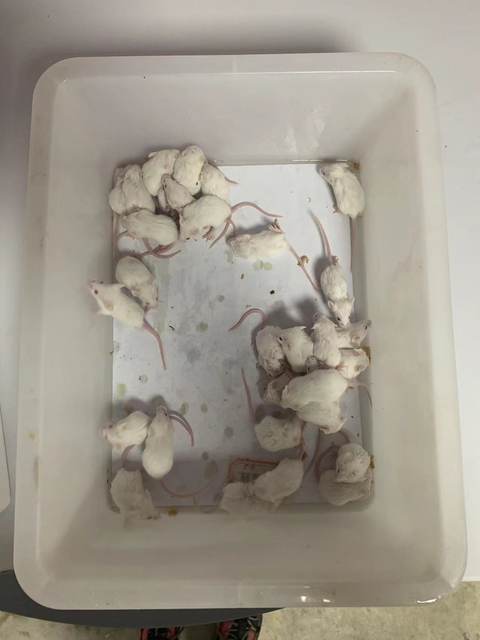 Little white rats red skin milk mouse powder white cream feed climbing ...