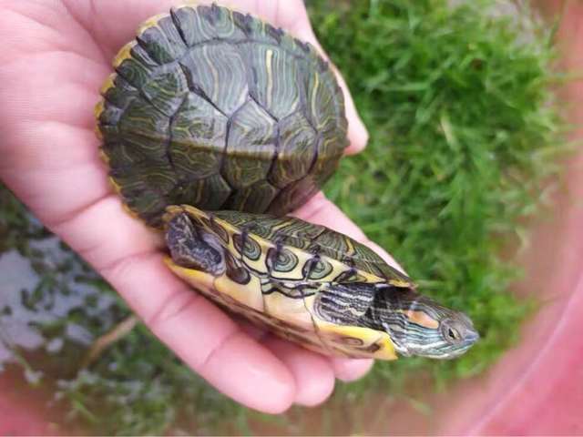 Lao Tantou's pet fortune turtle, red-eared Brazilian turtle, yellow ...