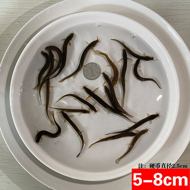 Taiwan's small loach seedlings fresh feed body feed fish lobules ...